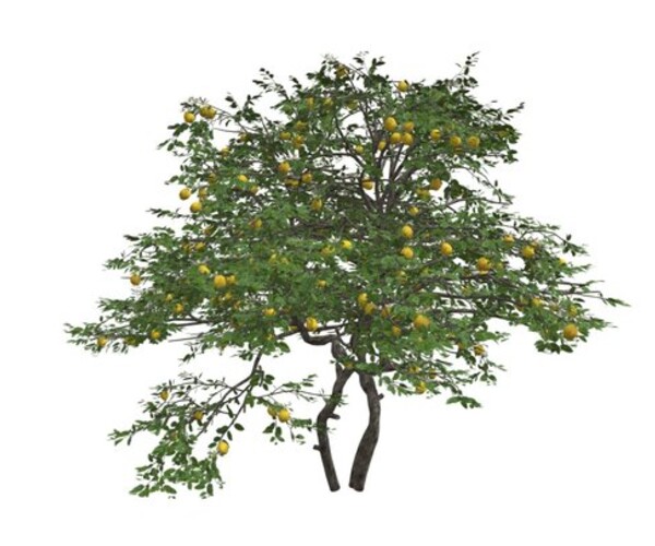 ArtStation - Lemon Tree #02 - High Poly Tree (3D Model) | Game Assets