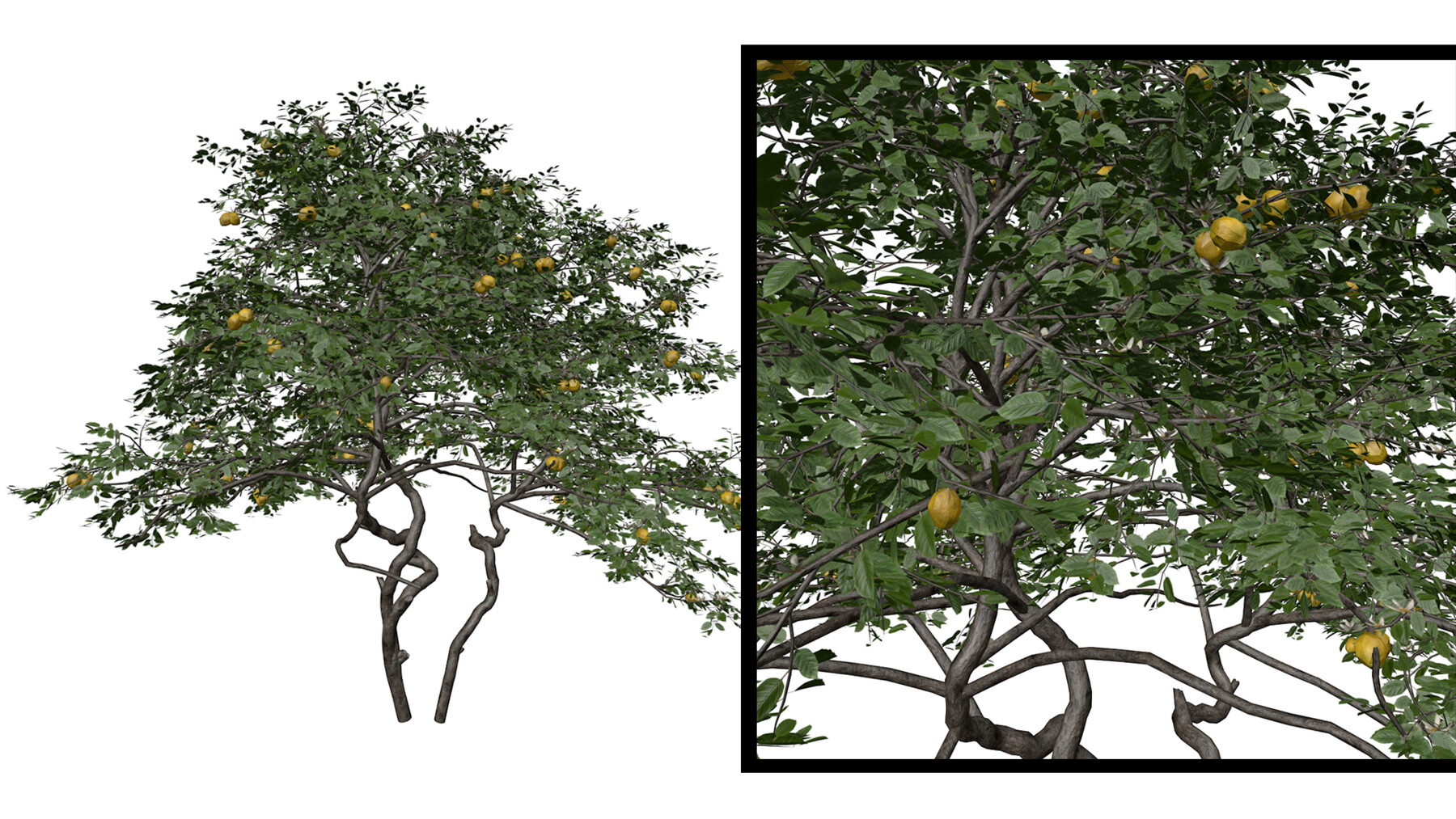 ArtStation - Lemon Tree #03 - High Poly Tree (3D Model) | Game Assets