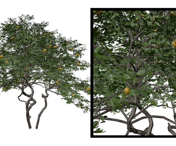 ArtStation - Lemon Tree #03 - High Poly Tree (3D Model) | Game Assets