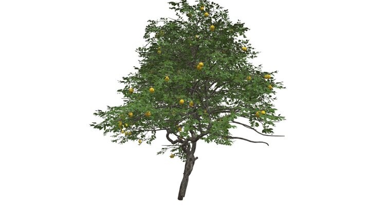 ArtStation - Lemon Tree #03 - High Poly Tree (3D Model) | Game Assets