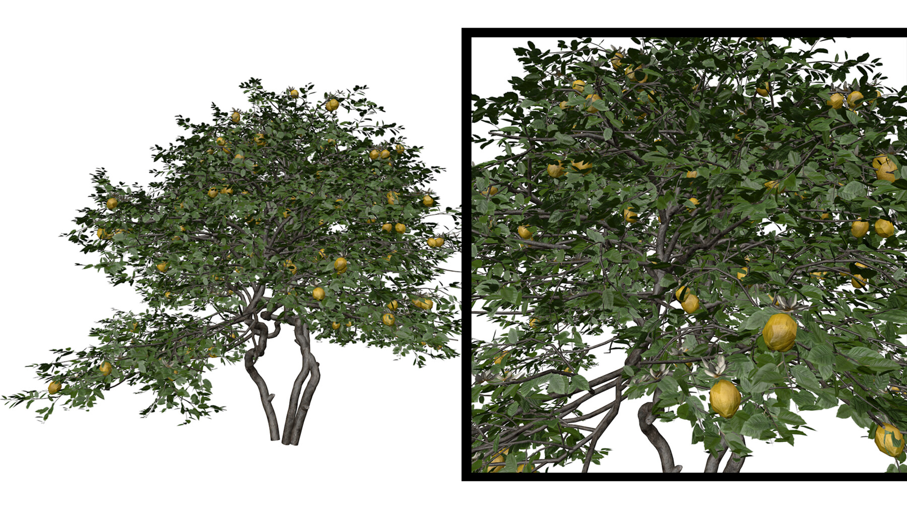 ArtStation - Lemon Tree #04 - High Poly Tree (3D Model) | Game Assets