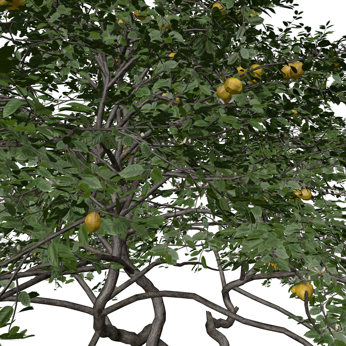 ArtStation - Lemon Tree #03 - High Poly Tree (3D Model) | Game Assets