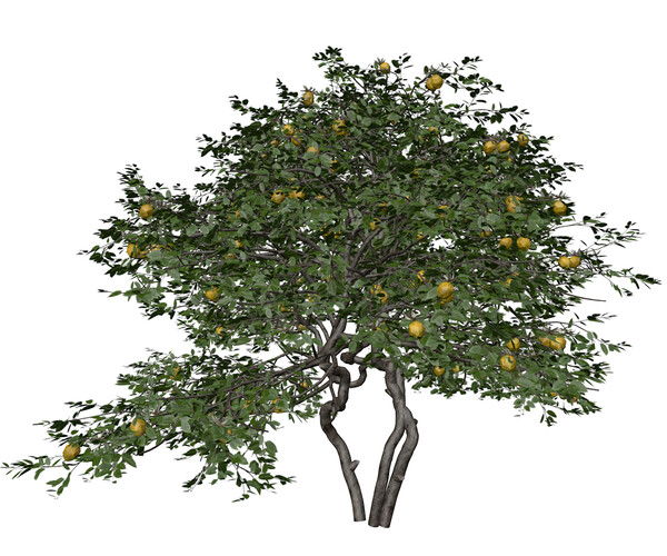 ArtStation - Lemon Tree #04 - High Poly Tree (3D Model) | Game Assets