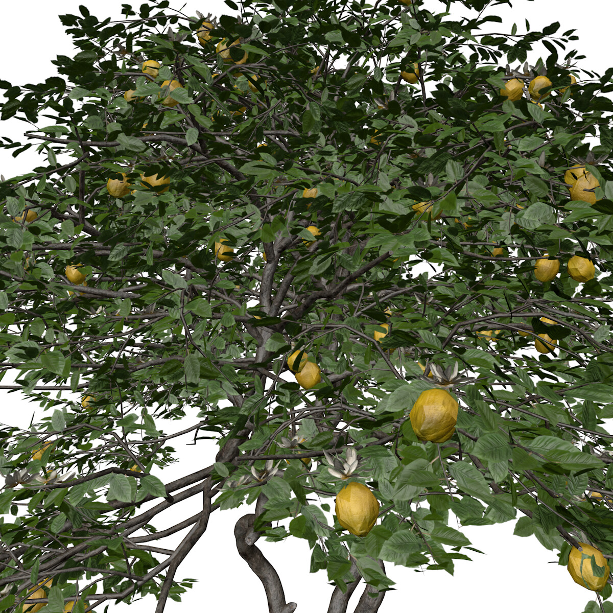ArtStation - Lemon Tree #04 - High Poly Tree (3D Model) | Game Assets