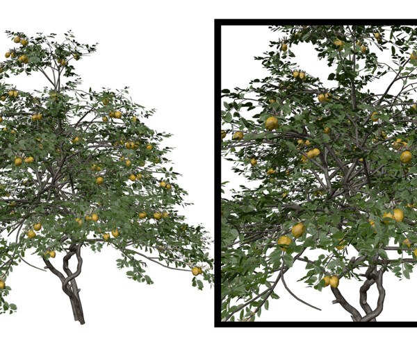 ArtStation - Lemon Tree #06 - High Poly Tree (3D Model) | Game Assets