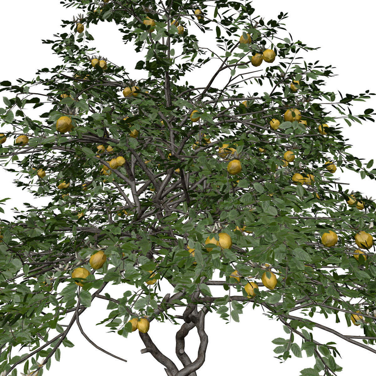 ArtStation - Lemon Tree #06 - High Poly Tree (3D Model) | Game Assets