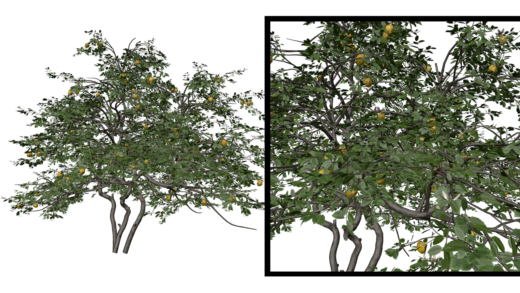 ArtStation - Lemon Tree #08 - High Poly Tree (3D Model) | Game Assets