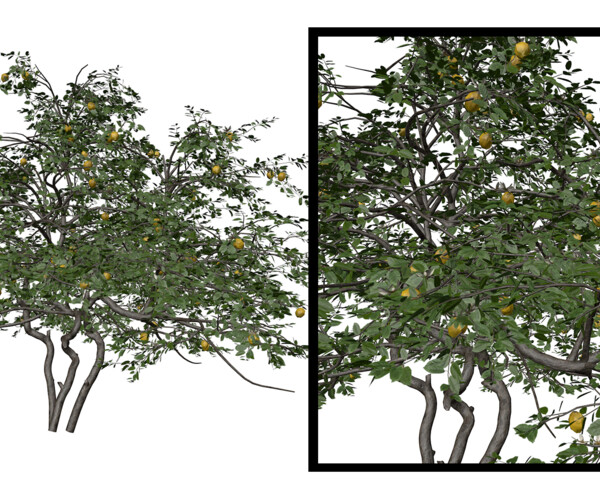 ArtStation - Lemon Tree #08 - High Poly Tree (3D Model) | Game Assets