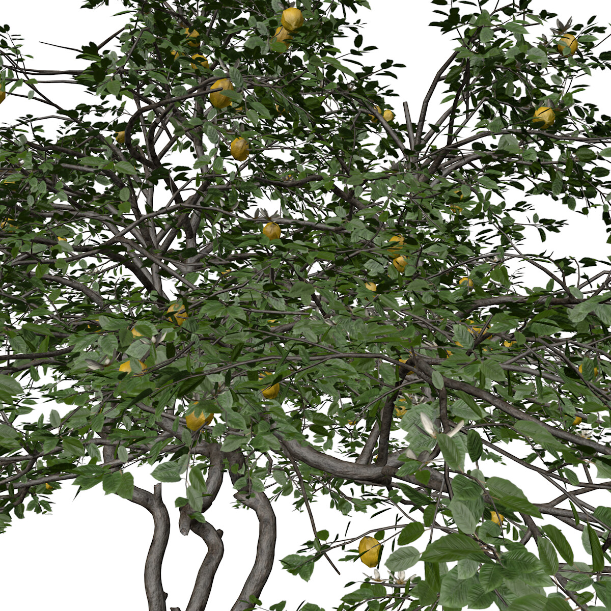 ArtStation - Lemon Tree #08 - High Poly Tree (3D Model) | Game Assets