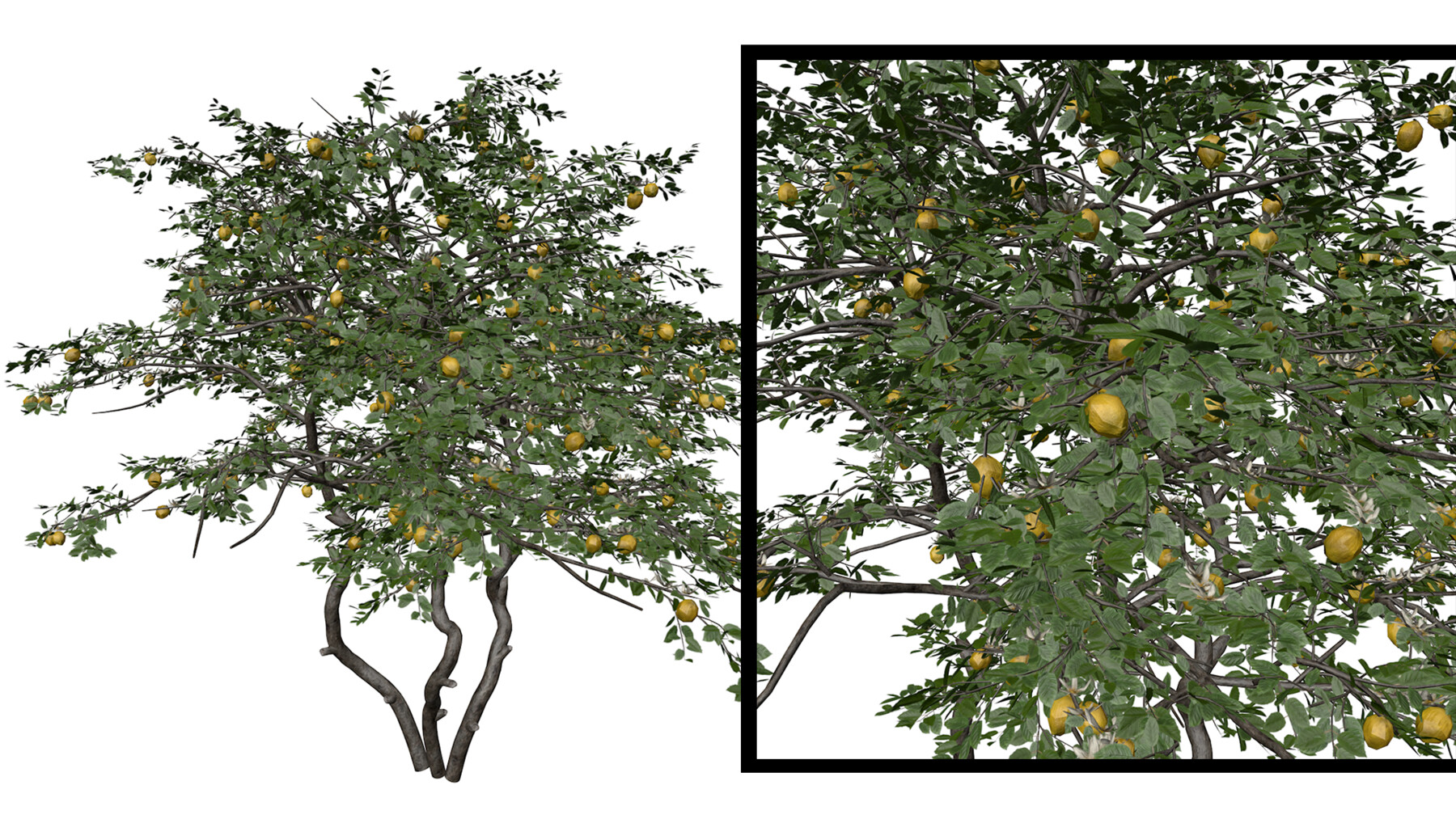 ArtStation - Lemon Tree #09 - High Poly Tree (3D Model) | Game Assets