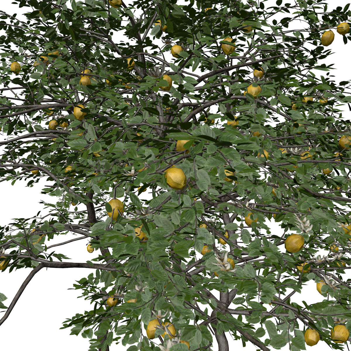 ArtStation - Lemon Tree #09 - High Poly Tree (3D Model) | Game Assets