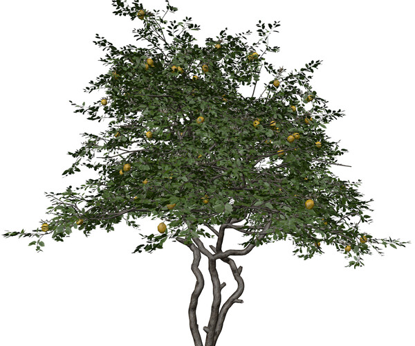 ArtStation - Lemon Tree #10 - High Poly Tree (3D Model) | Game Assets