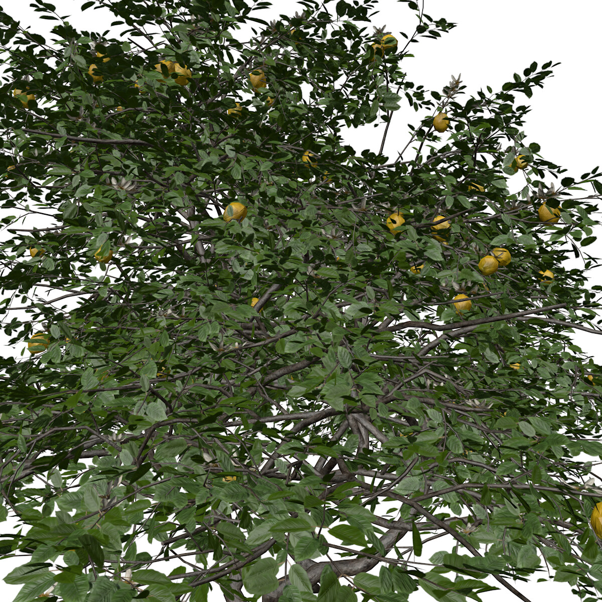 ArtStation - Lemon Tree #10 - High Poly Tree (3D Model) | Game Assets