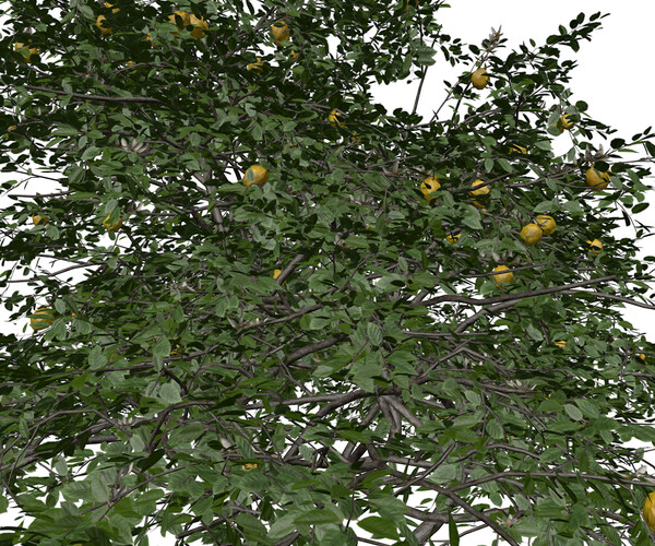 ArtStation - Lemon Tree #10 - High Poly Tree (3D Model) | Game Assets