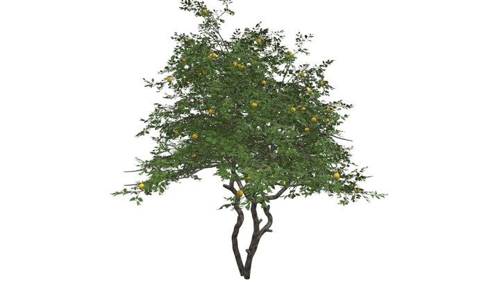 ArtStation - Lemon Tree #10 - High Poly Tree (3D Model) | Game Assets