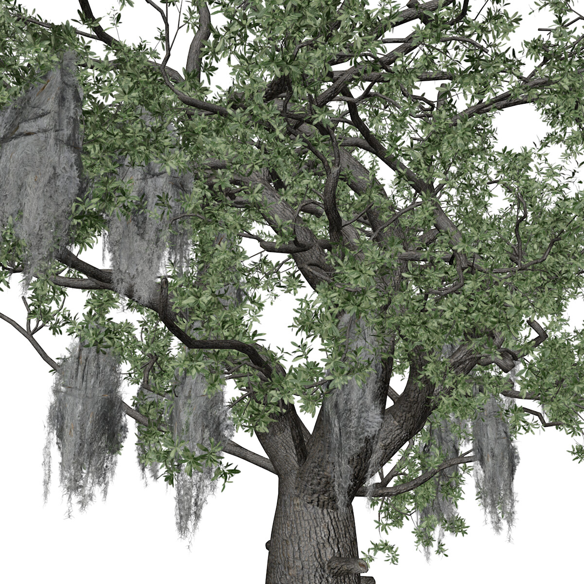 ArtStation - Live Oak Tree #03 - High Poly Tree (3D Model) | Game Assets
