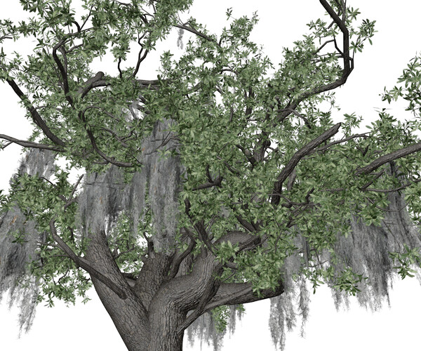 ArtStation - Live Oak Tree #05 - High Poly Tree (3D Model) | Game Assets