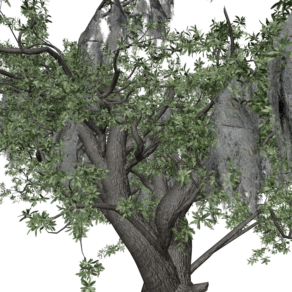 ArtStation - Live Oak Tree #09 - High Poly Tree (3D Model) | Game Assets