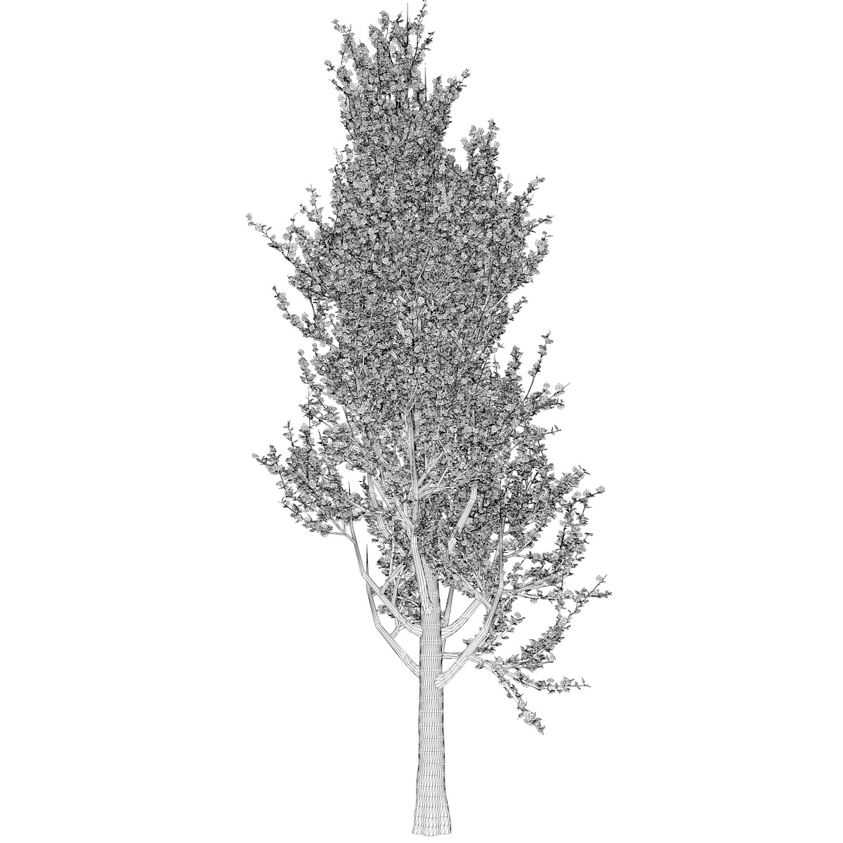 ArtStation - Lombardy Poplar Tree #03 - High Poly Tree (3D Model ...