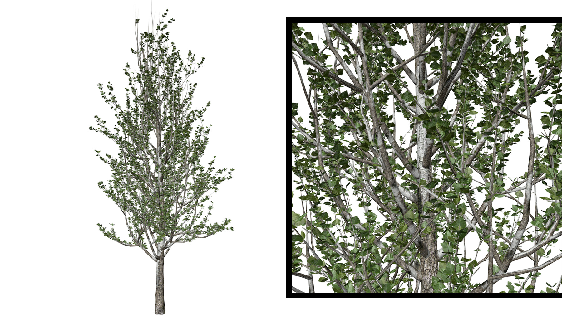 ArtStation - Lombardy Poplar Tree #07 - High Poly Tree (3D Model ...
