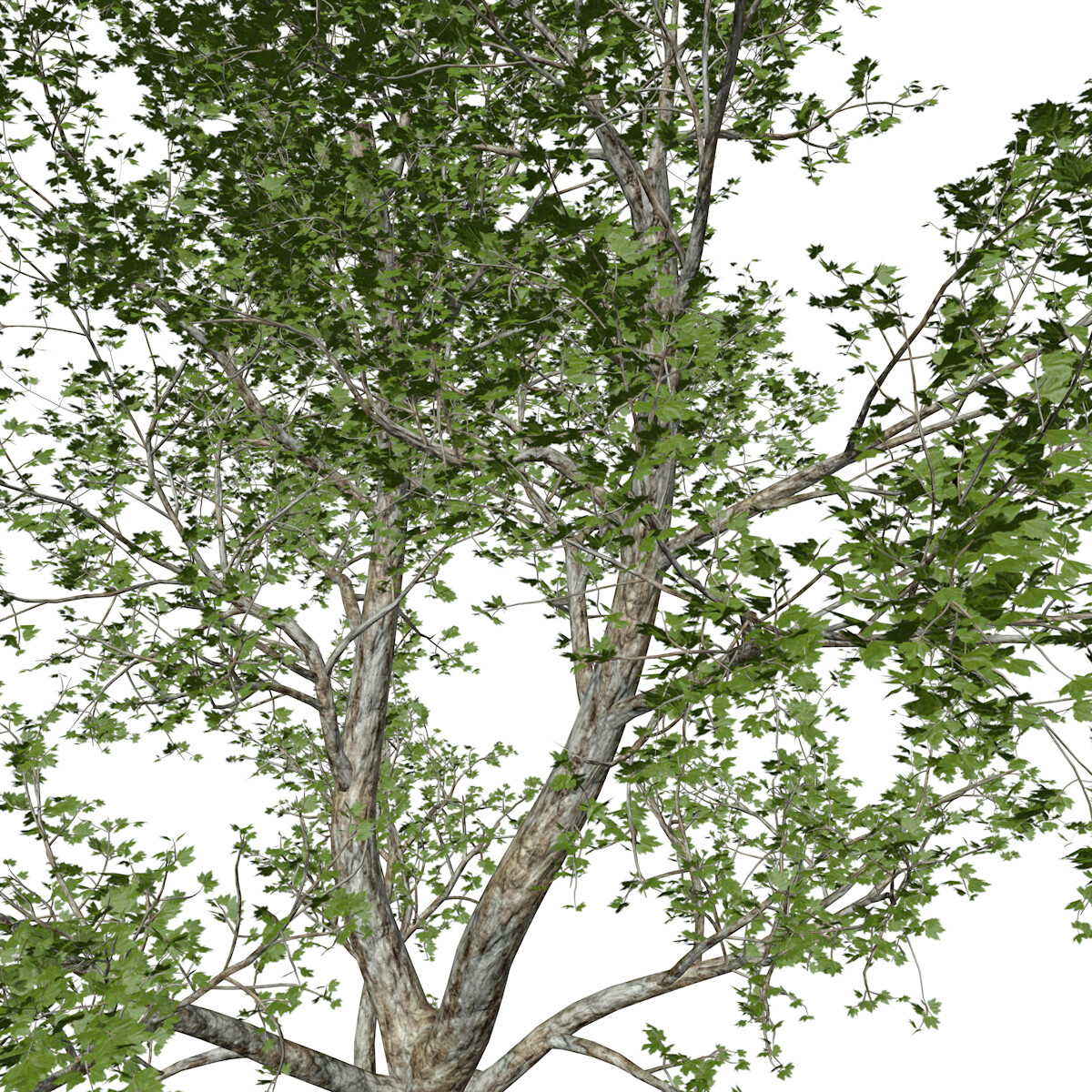 ArtStation - London Plane Tree #01 - High Poly Tree (3D Model) | Game ...