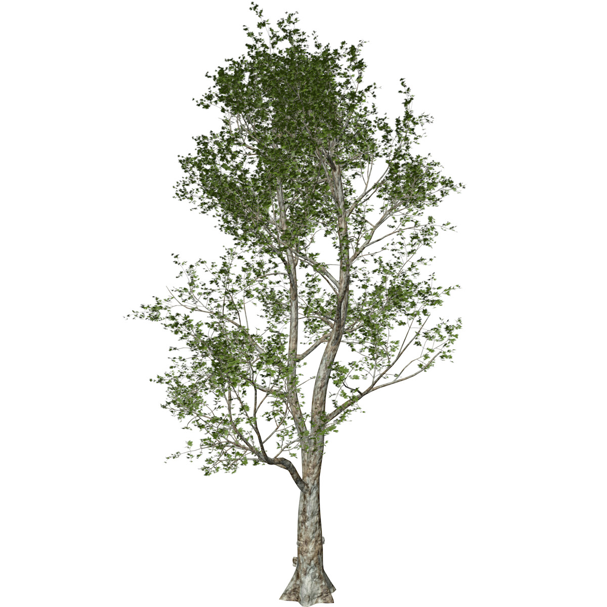ArtStation - London Plane Tree #02 - High Poly Tree (3D Model) | Game ...