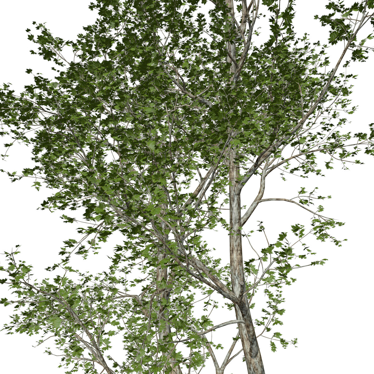 ArtStation - London Plane Tree #03 - High Poly Tree (3D Model) | Game ...