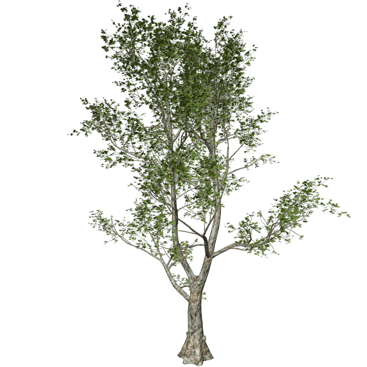 ArtStation - London Plane Tree #06 - High Poly Tree (3D Model) | Game ...