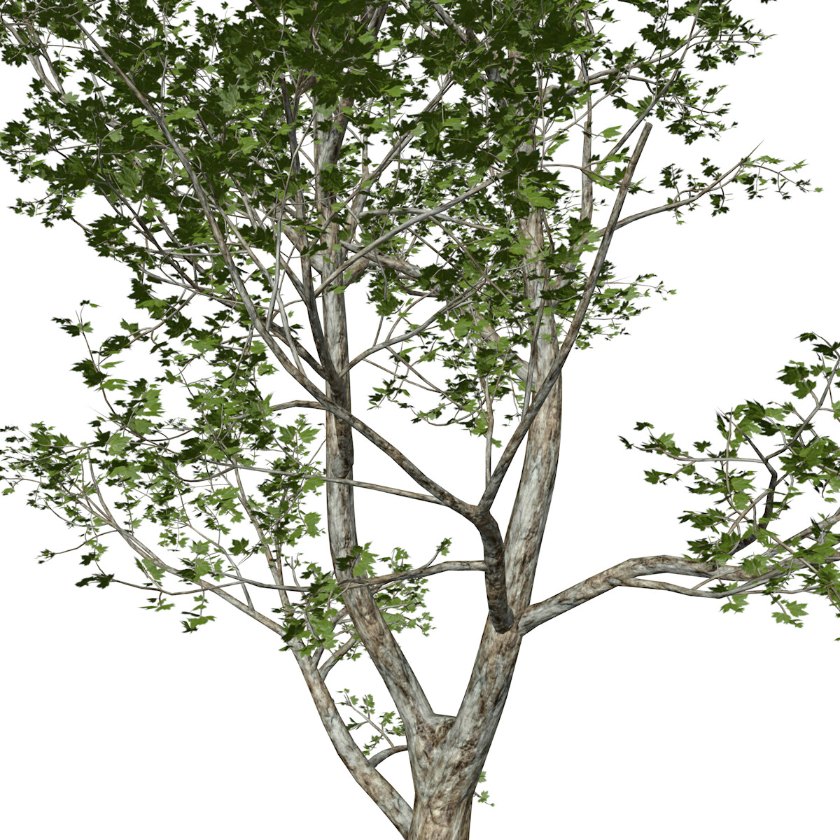 ArtStation - London Plane Tree #06 - High Poly Tree (3D Model) | Game ...