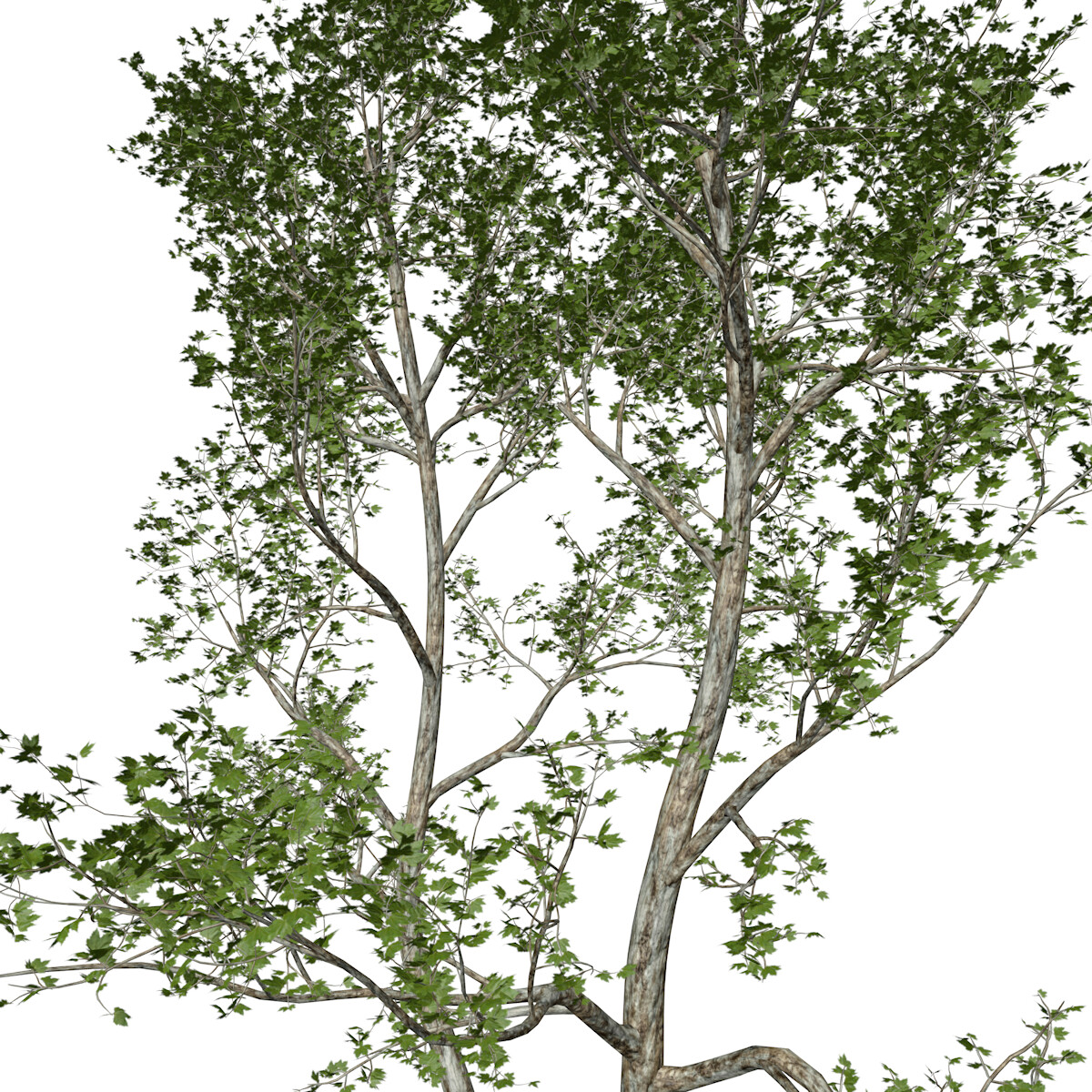 ArtStation - London Plane Tree #07 - High Poly Tree (3D Model) | Game ...
