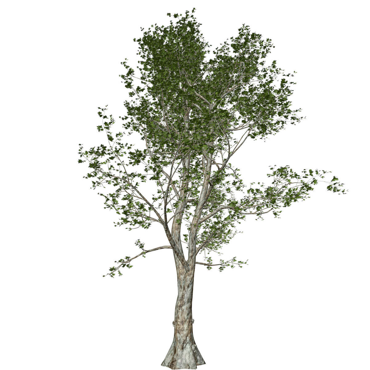 ArtStation - London Plane Tree #08 - High Poly Tree (3D Model) | Game ...