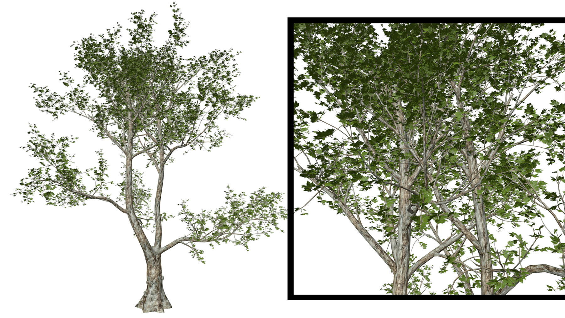 ArtStation - London Plane Tree #09 - High Poly Tree (3D Model) | Game ...
