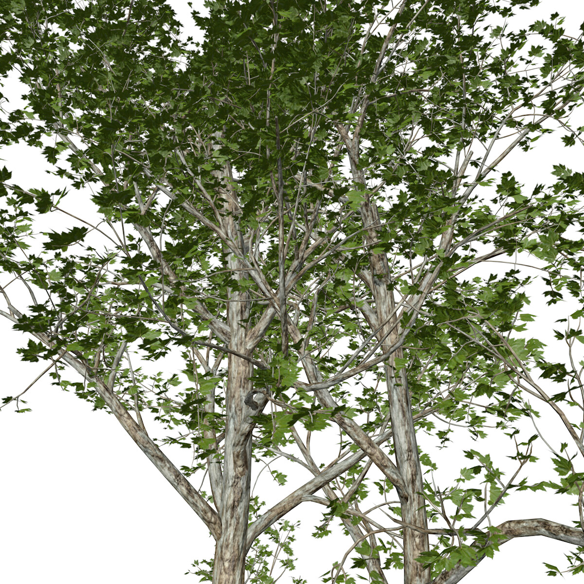 ArtStation - London Plane Tree #09 - High Poly Tree (3D Model) | Game ...