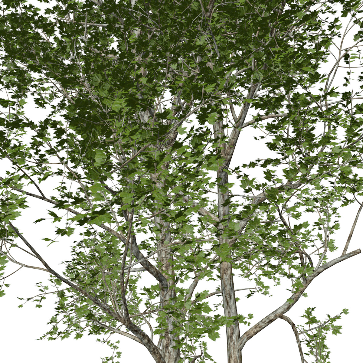 ArtStation - London Plane Tree #10 - High Poly Tree (3D Model) | Game ...
