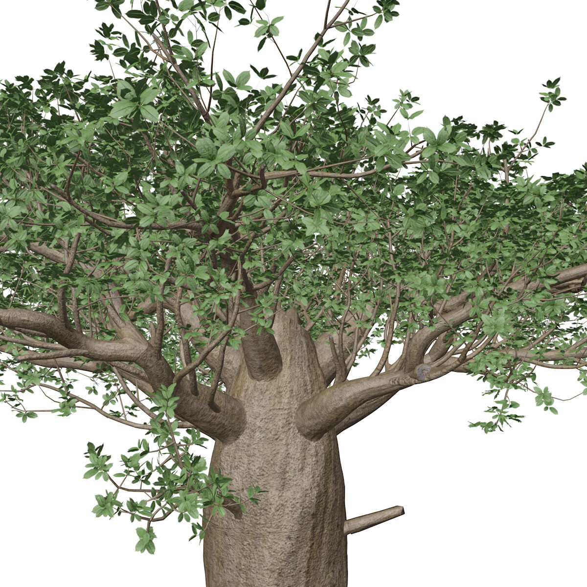ArtStation - Madagascan Baobab Tree #03 - High Poly Tree (3D Model ...