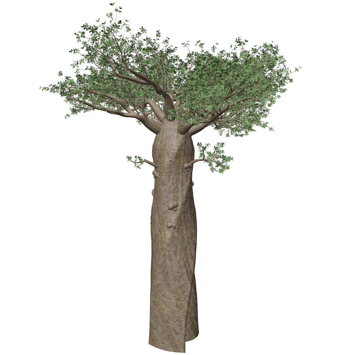 ArtStation - Madagascan Baobab Tree #07 - High Poly Tree (3D Model ...