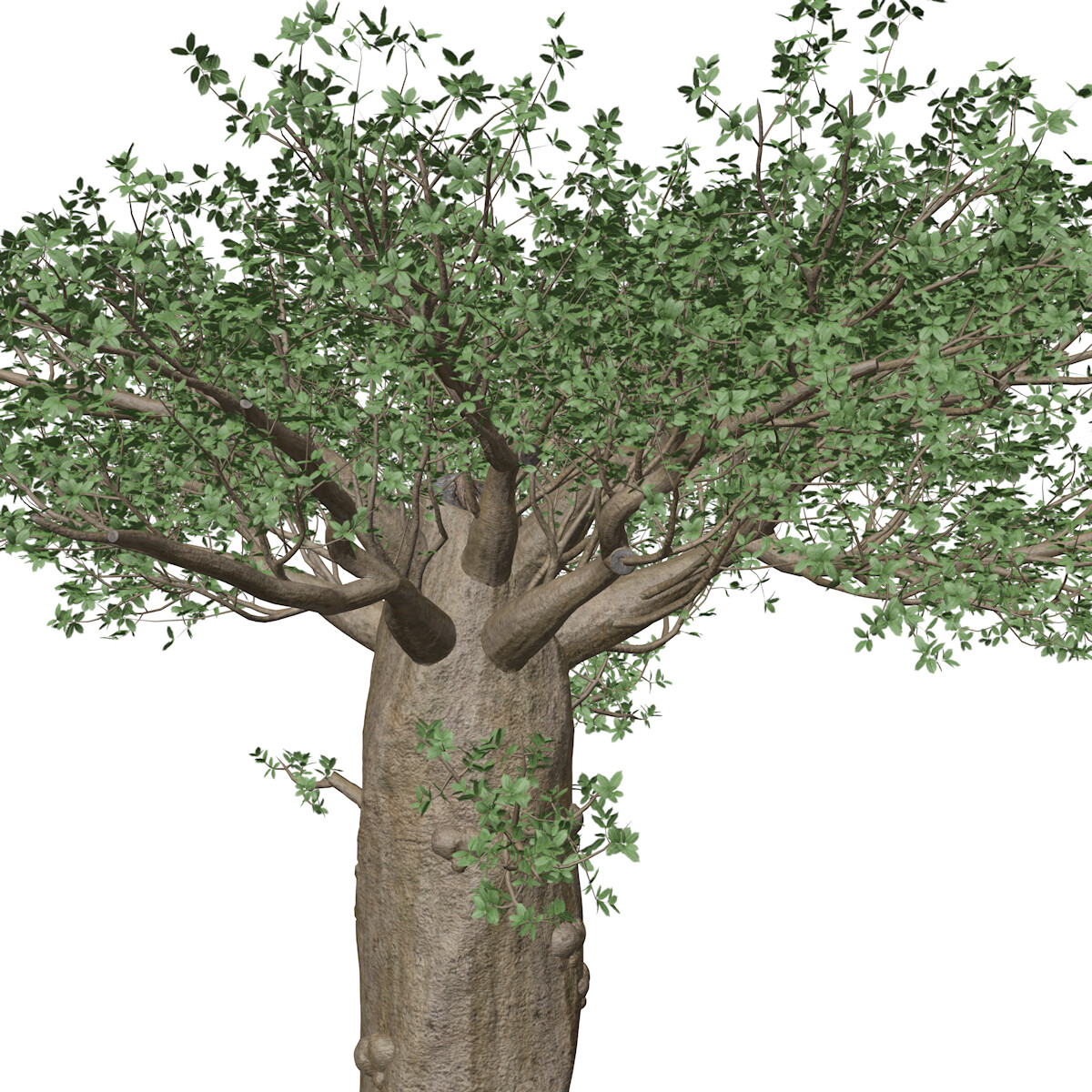 ArtStation - Madagascan Baobab Tree #07 - High Poly Tree (3D Model ...