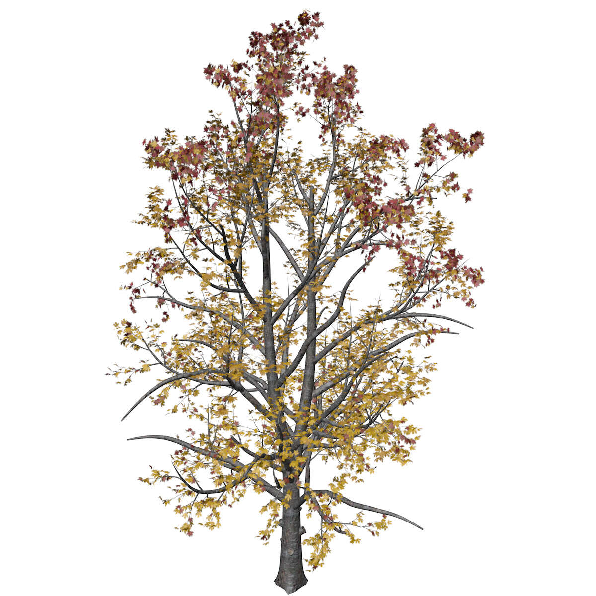 ArtStation - Mountain Maple Tree (in Fall) #01 - High Poly Tree (3D ...
