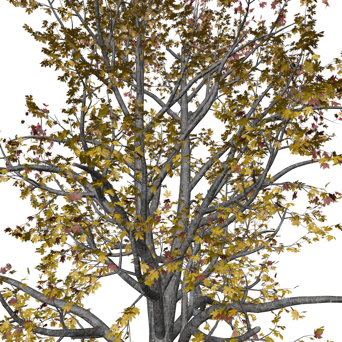 ArtStation - Mountain Maple Tree (in Fall) #01 - High Poly Tree (3D ...