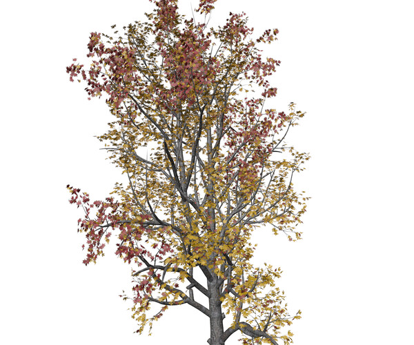 ArtStation - Mountain Maple Tree (in Fall) #02 - High Poly Tree (3D ...