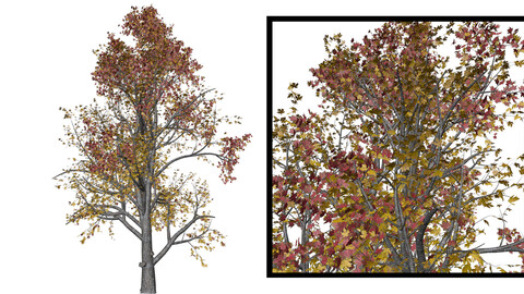 ArtStation - Mountain Maple Tree (in Fall) #03 - High Poly Tree (3D ...