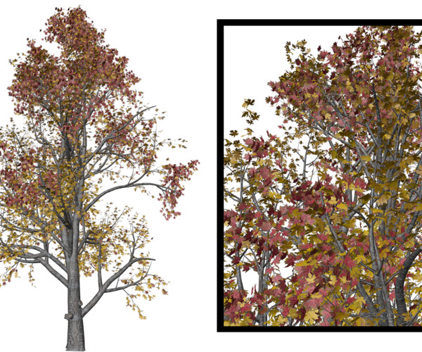 ArtStation - Mountain Maple Tree (in Fall) #03 - High Poly Tree (3D ...