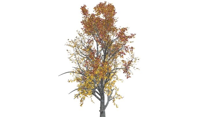 ArtStation - Mountain Maple Tree (in Fall) #03 - High Poly Tree (3D ...