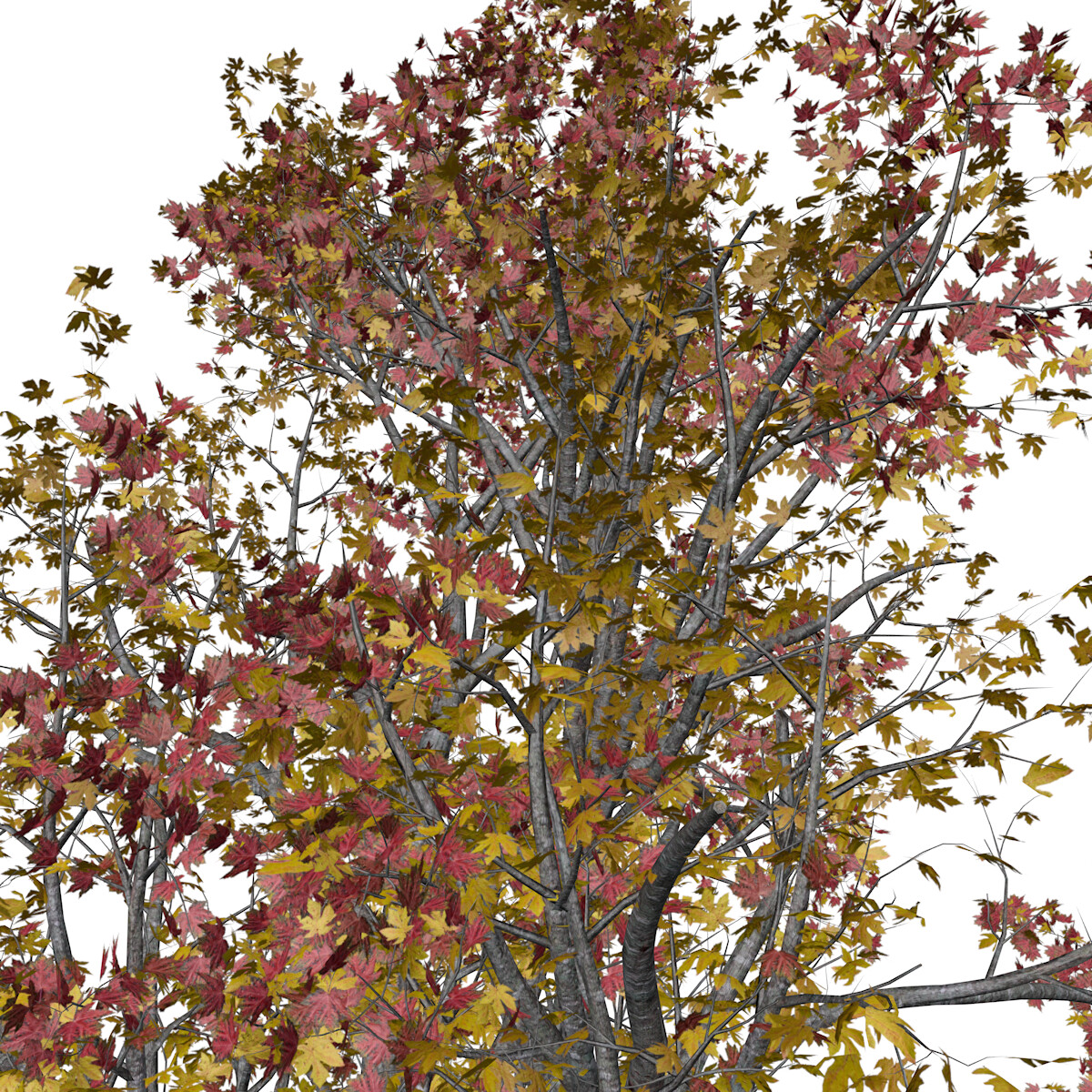 ArtStation - Mountain Maple Tree (in Fall) #03 - High Poly Tree (3D ...