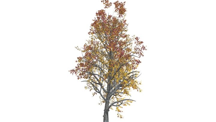 ArtStation - Mountain Maple Tree (in Fall) #04 - High Poly Tree (3D ...