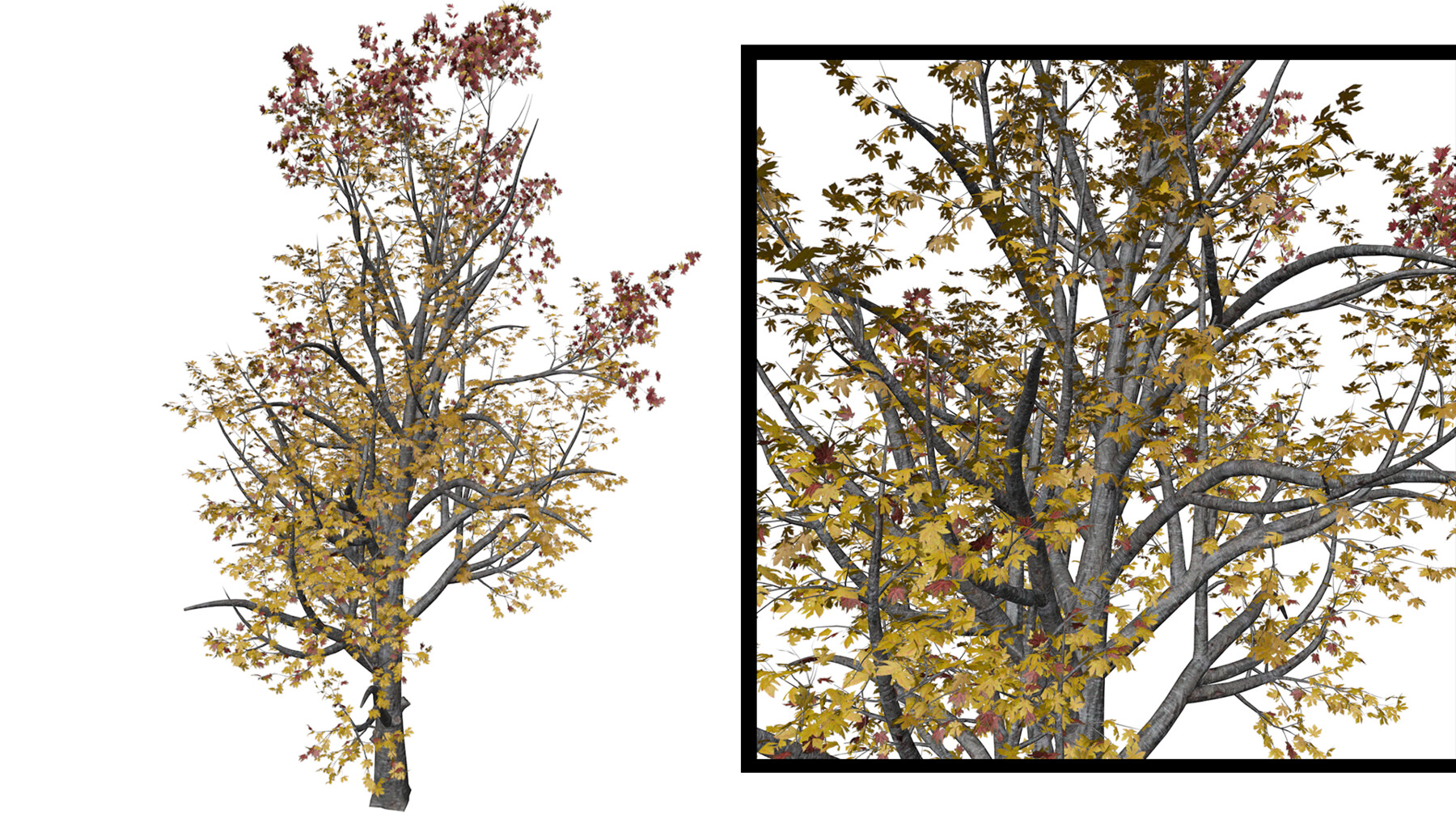ArtStation - Mountain Maple Tree (in Fall) #05 - High Poly Tree (3D ...