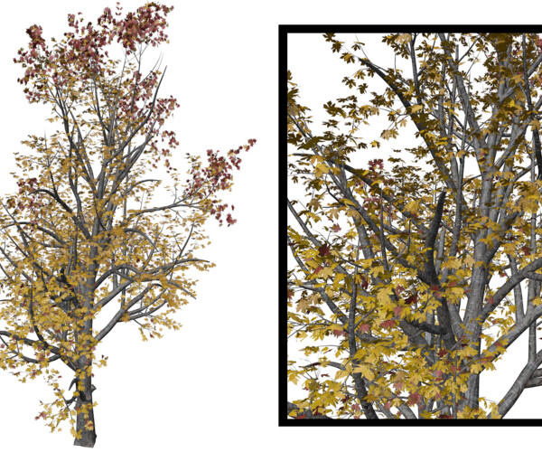 ArtStation - Mountain Maple Tree (in Fall) #05 - High Poly Tree (3D ...