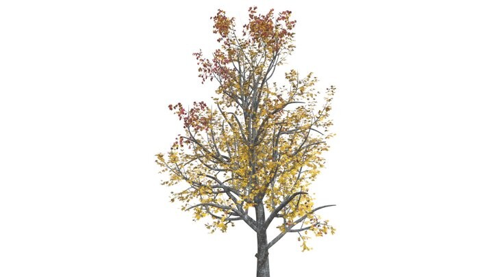 ArtStation - Mountain Maple Tree (in Fall) #05 - High Poly Tree (3D ...