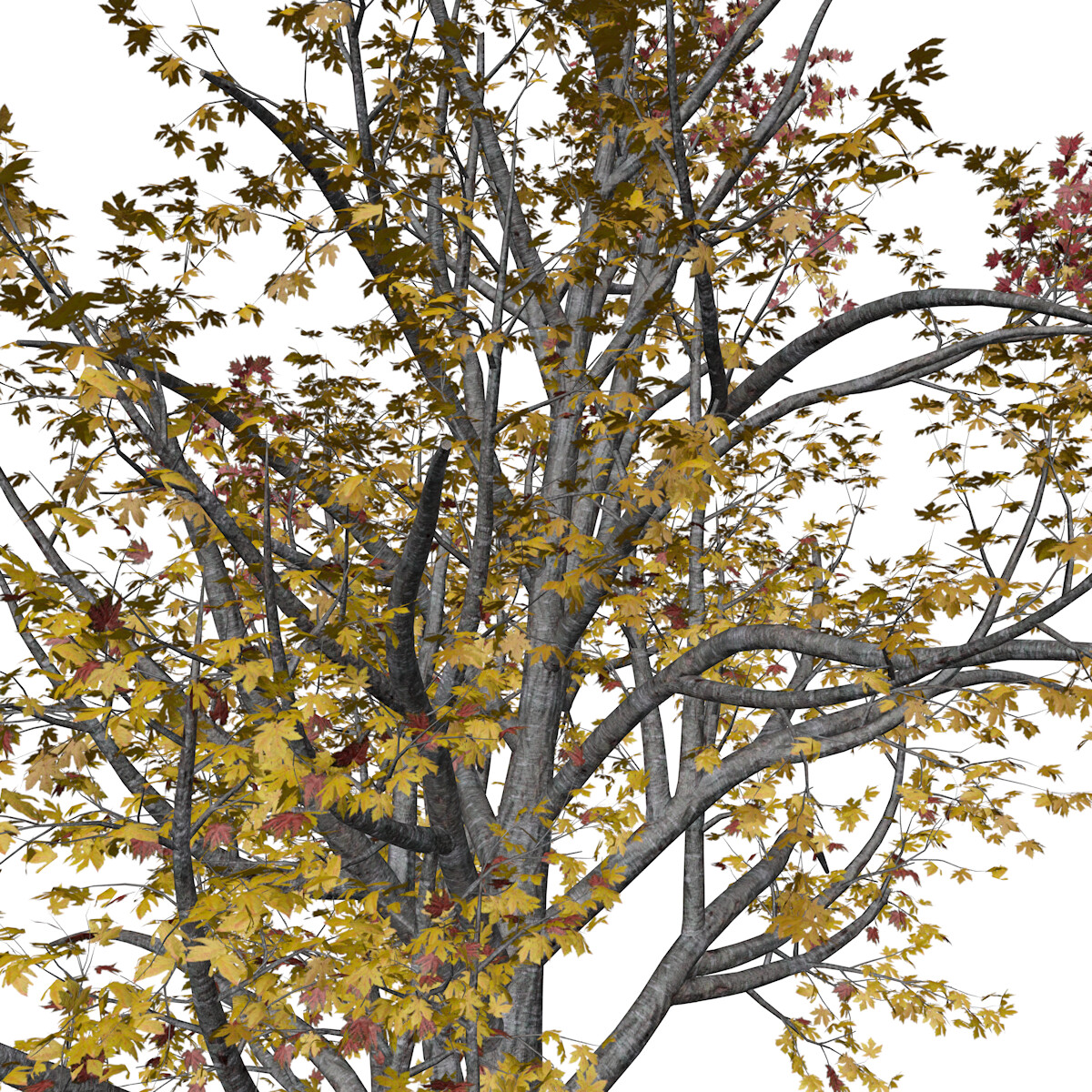 ArtStation - Mountain Maple Tree (in Fall) #05 - High Poly Tree (3D ...