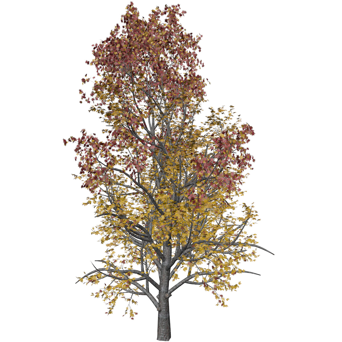 ArtStation - Mountain Maple Tree (in Fall) #06 - High Poly Tree (3D ...